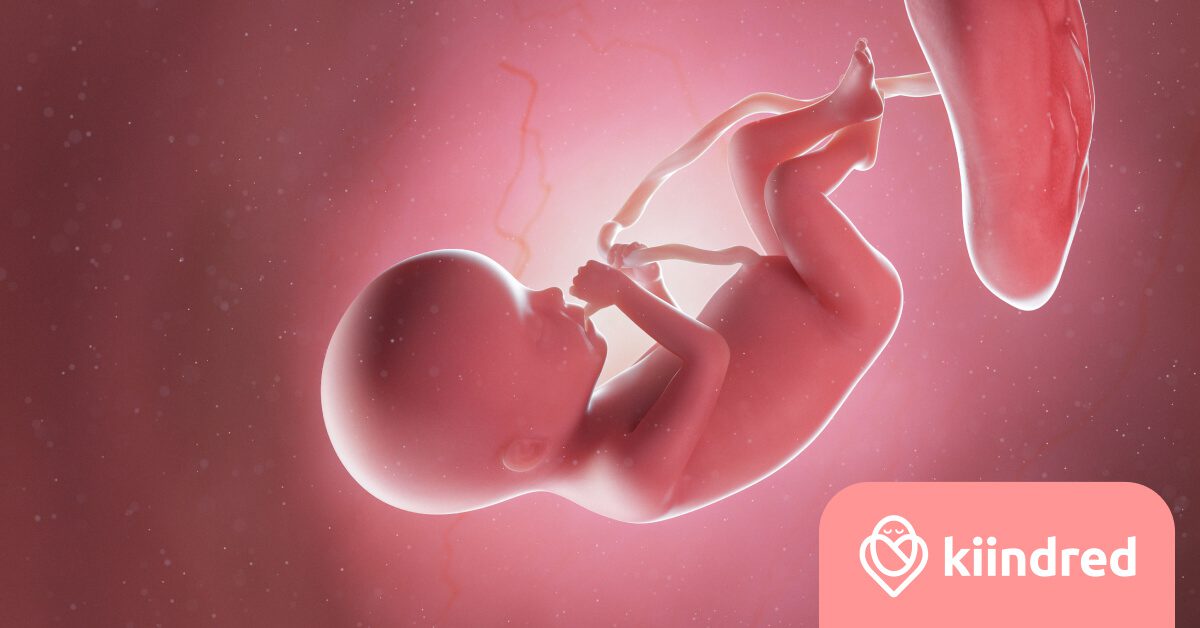 What to expect at 20 weeks pregnant - Kiindred