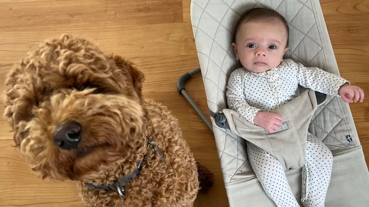 How to introduce your baby to your beloved family dog | Kiindred